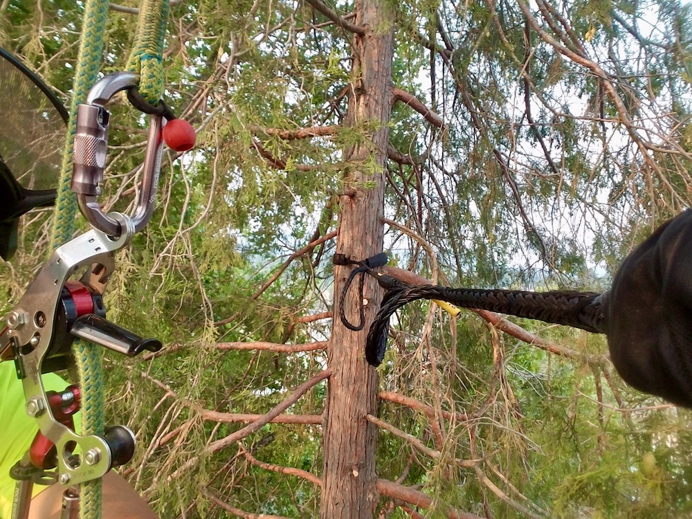 Common use cases for cabling and bracing - Siskiyou Tree Experts